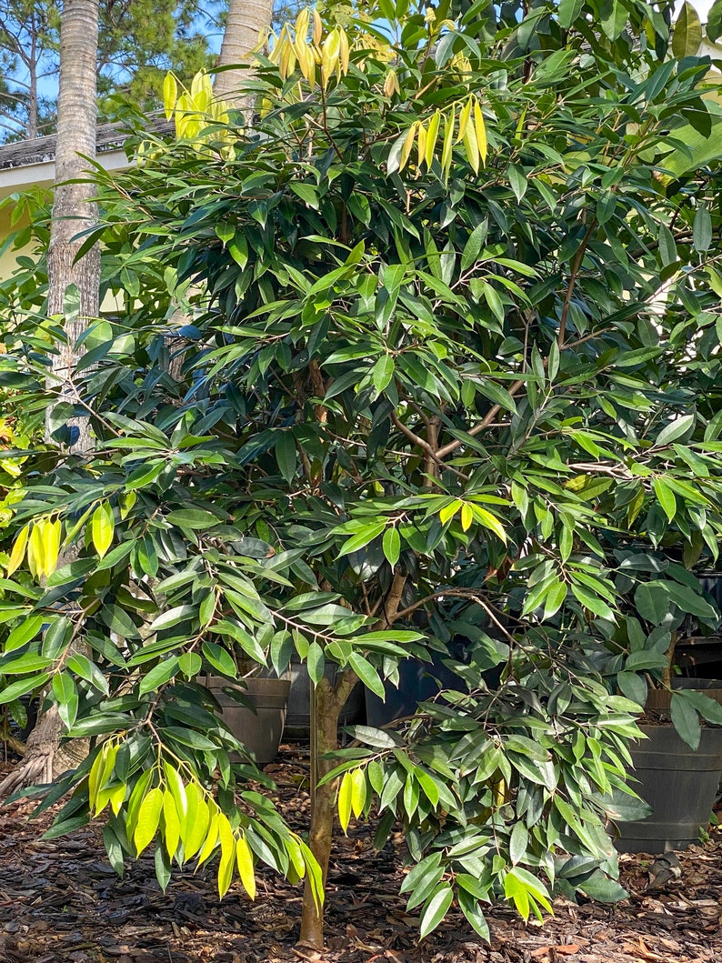 Plinia Edulis Cambuca Seedling Potted Fruit Tree Plant RARE - Etsy 日本