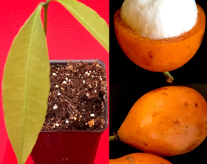 Achachairu Garcinia Humilis Orange Mangosteen Tropical Fruit Tree ...