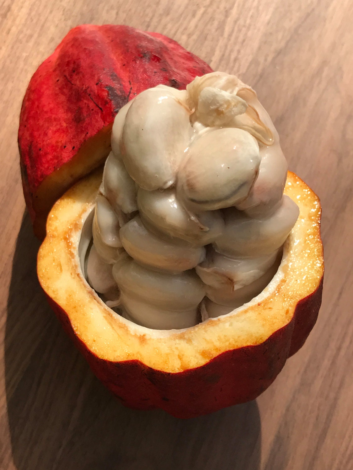 Red Pod Theobroma Cacao Cocoa Chocolate Tropical Fruit Tree - Etsy
