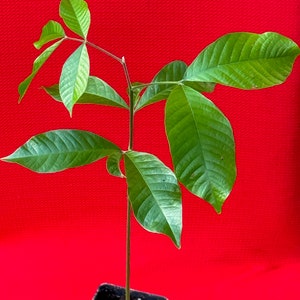 Ackee Blighia Sapida Akee Acki Fruit Tree Starter Potted Plant - Etsy