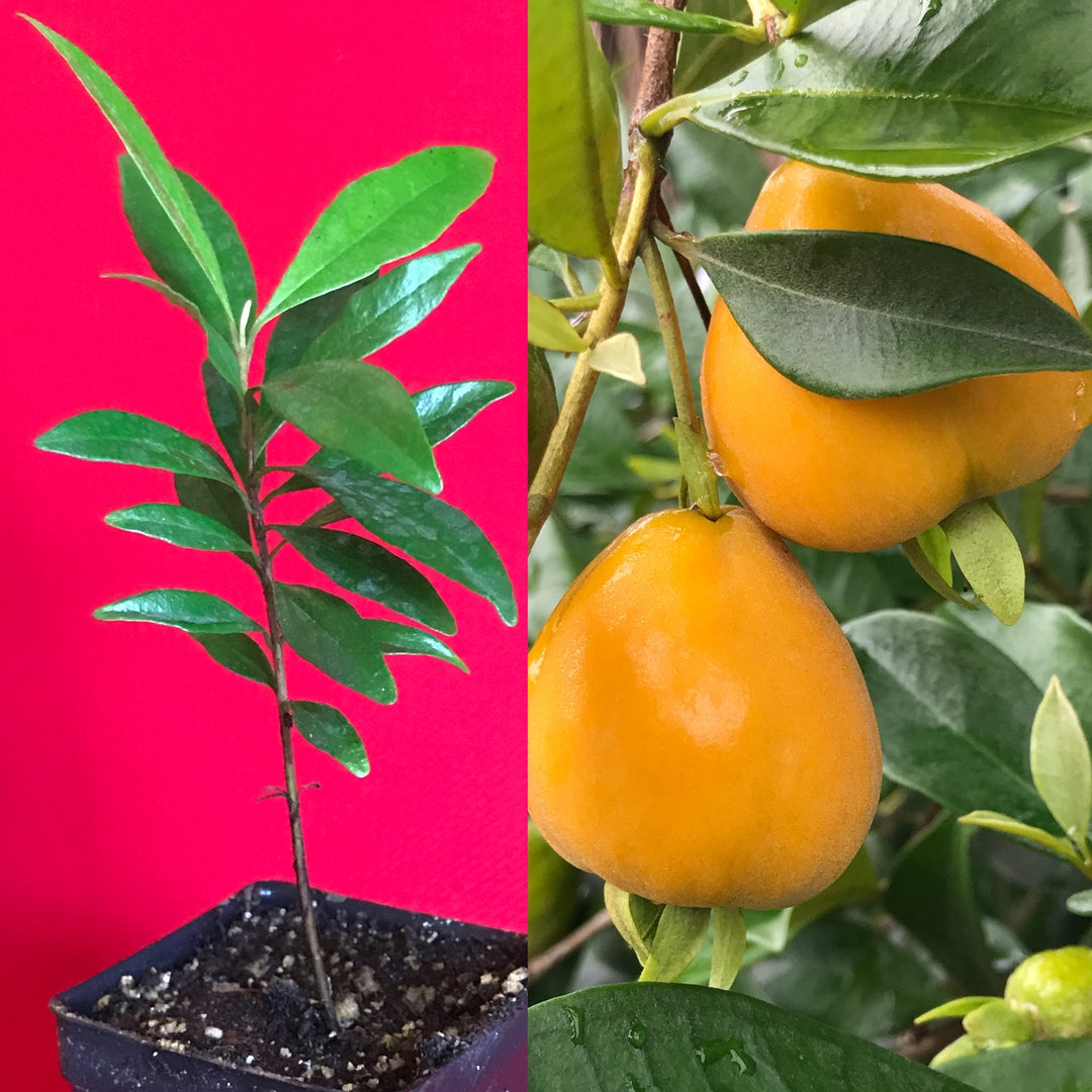 PITOMBA Eugenia Luschnathiana Pot Starter PLANT Fruit Starter Tree ...
