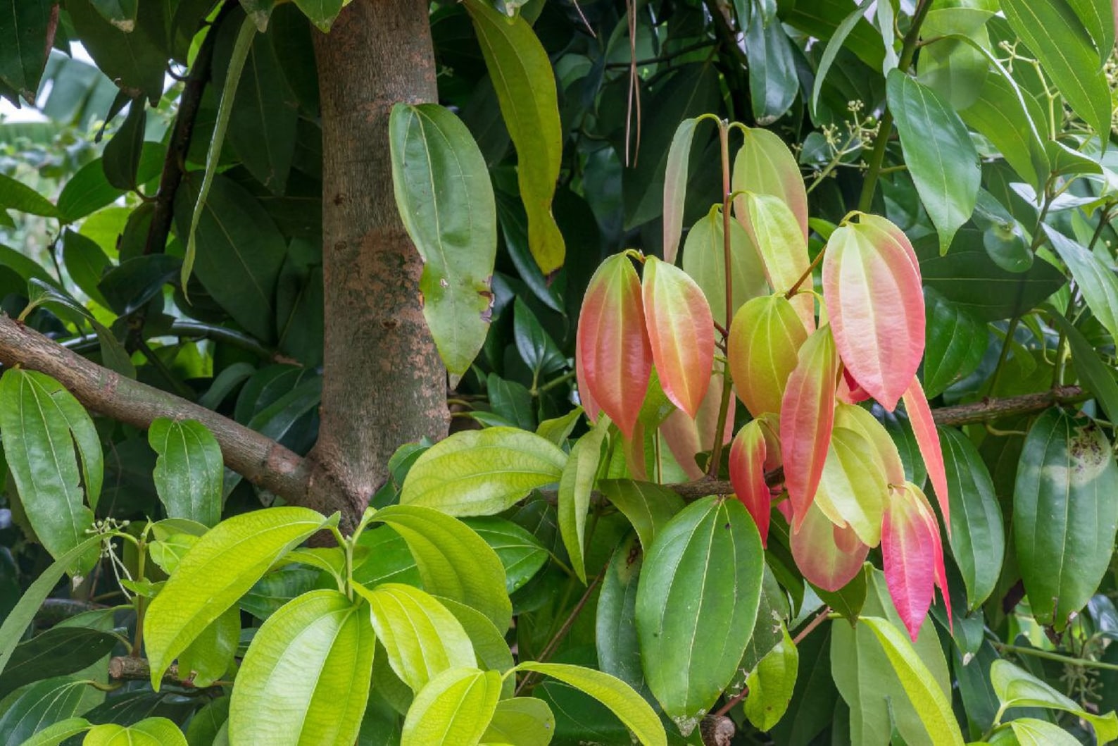 CEYLON CINNAMON Cinnamomum Zeylanicum Starter PLANT Potted - Etsy