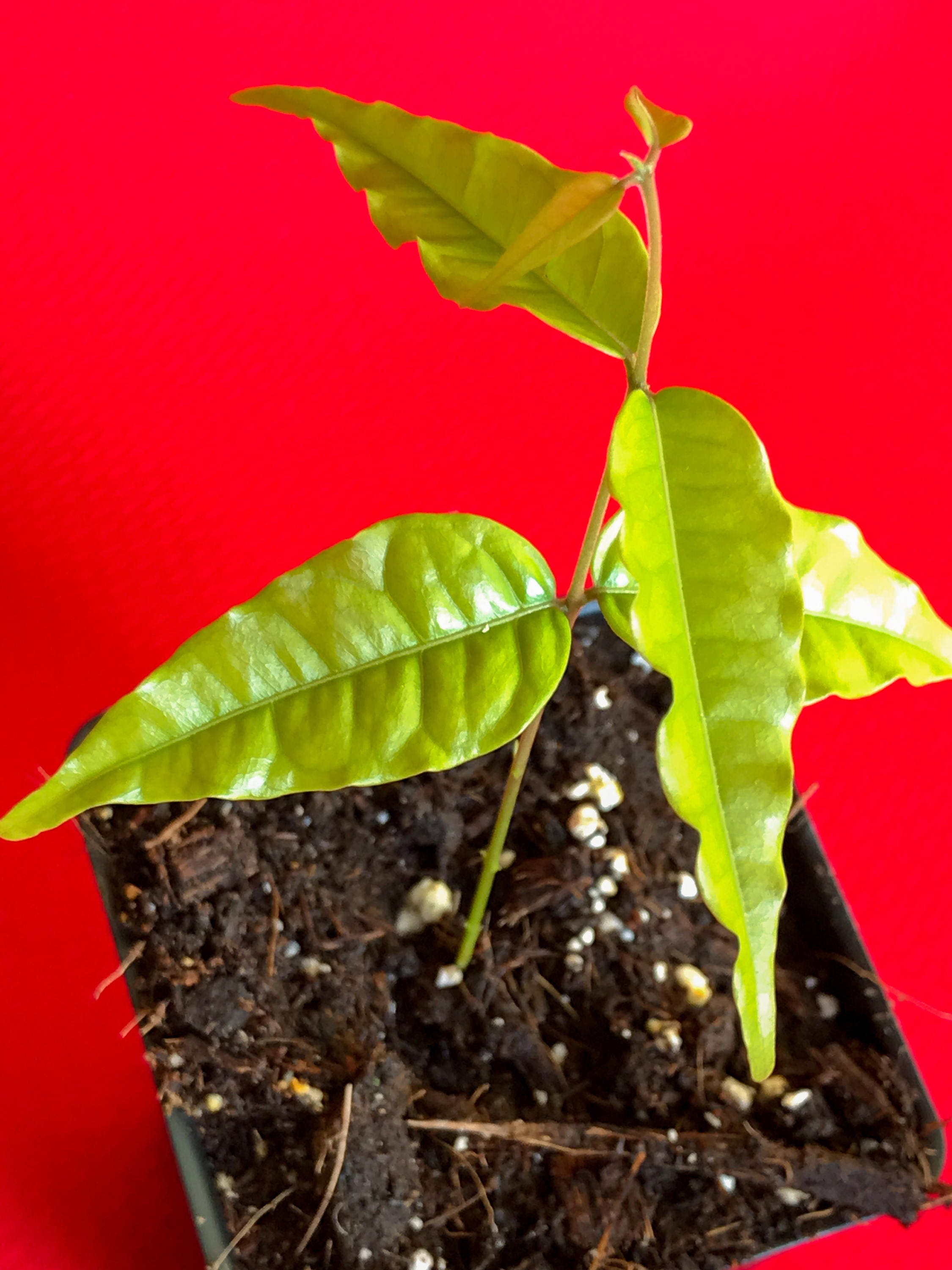 Eugenia Victoriana Guayabilla Sundrop Tropical Yellow Fruit - Etsy