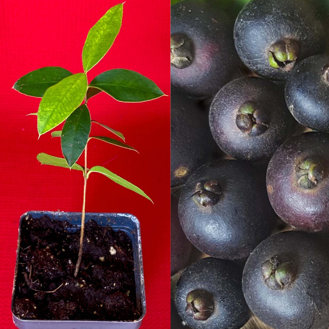 Myrcianthes Pungens Guabiju Guabiyu Dark Purple Fruit Tree Seedling ...