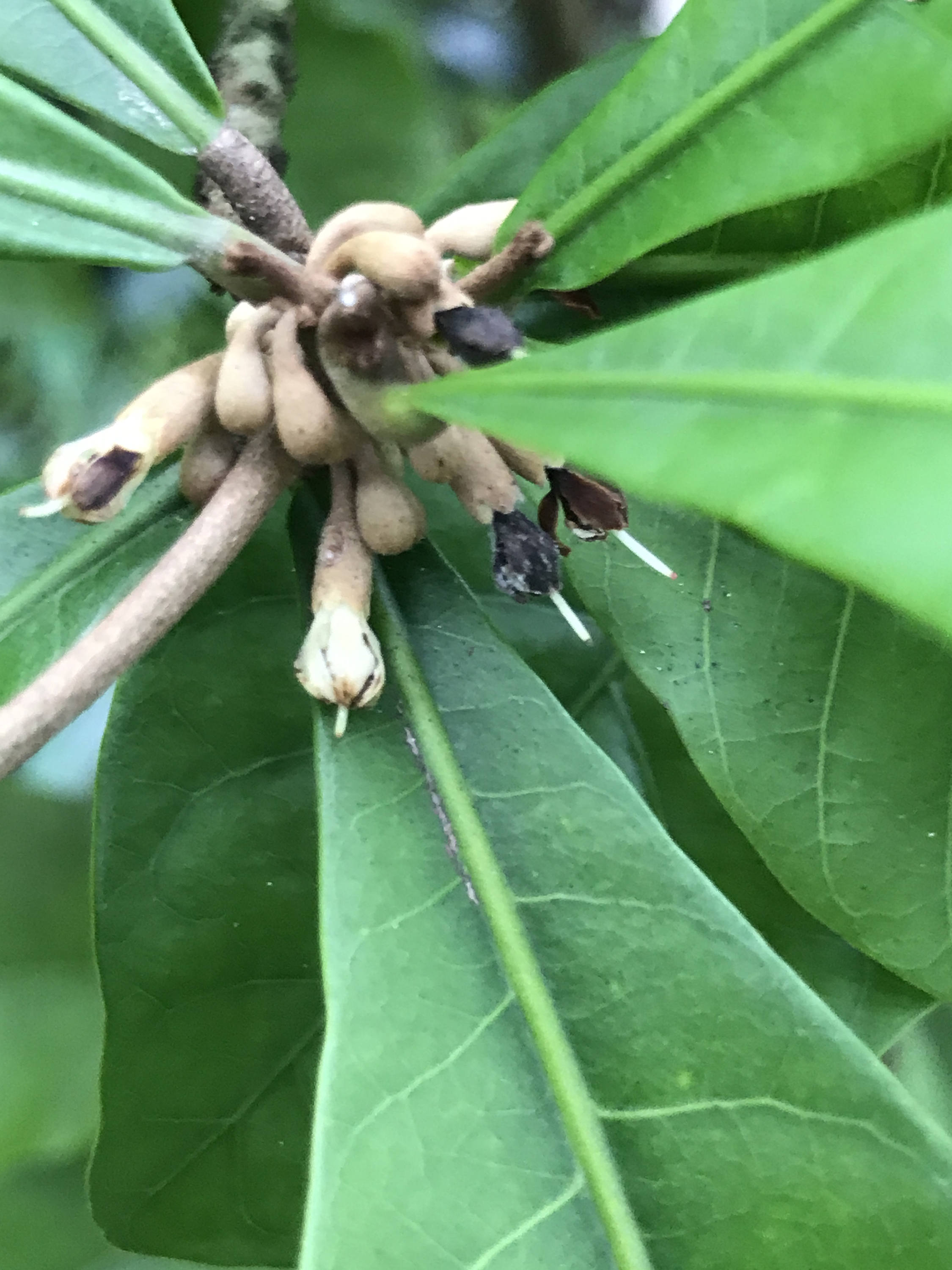 Miracle Fruit Synsepalum Dulcificum Miracle Berry Fruit - Etsy