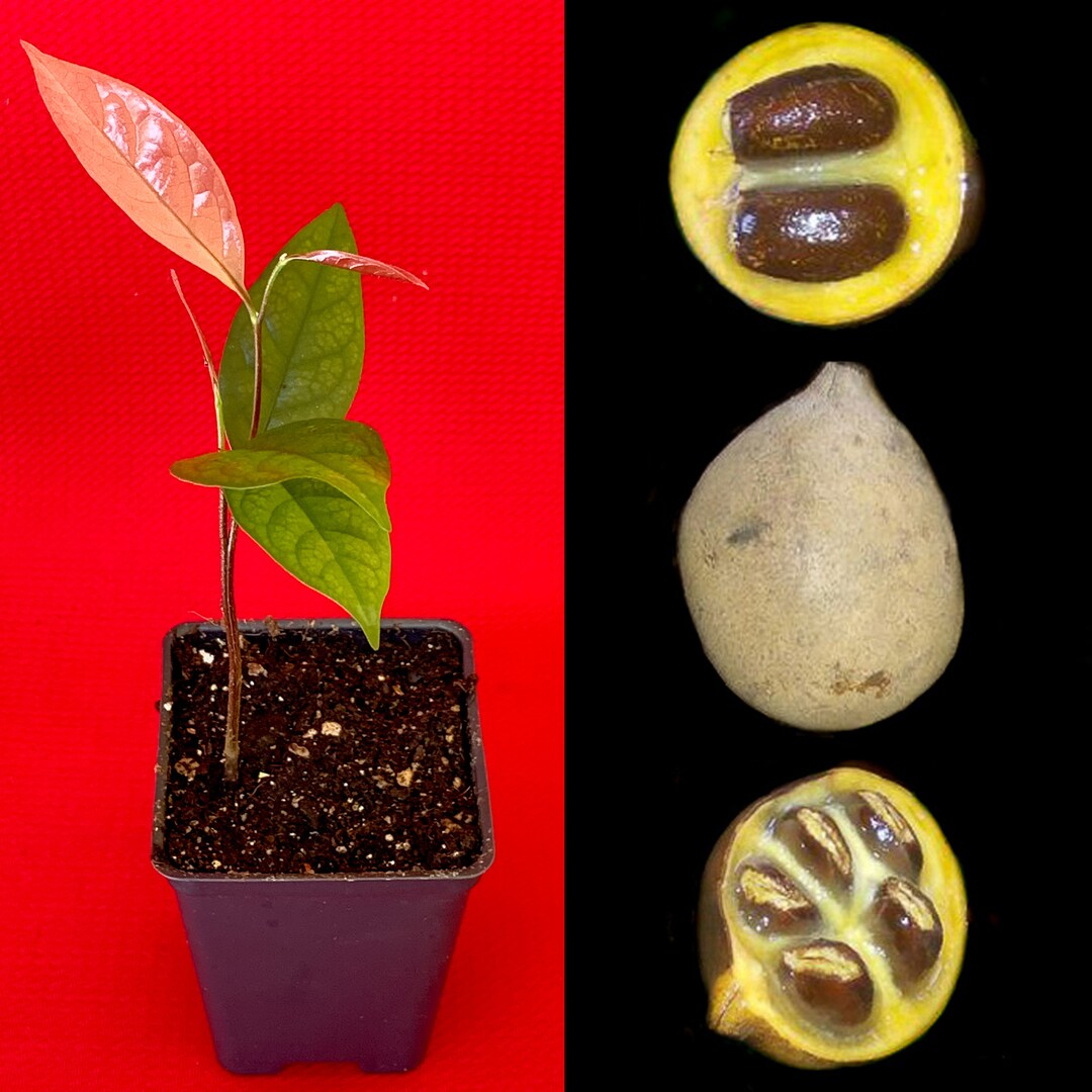 KEPEL Stelechocarpus Burahol Tropical Fruit Potted Tree Plant SUPER ...