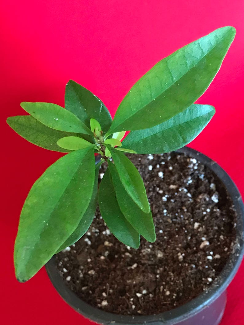 Grumichama Grumixama Eugenia Brasiliensis Brazilian Cherry Tropical ...
