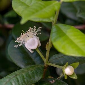 Pitangatuba Star Cherry Eugenia Selloi Neonitida Fruit Tree Seedling ...