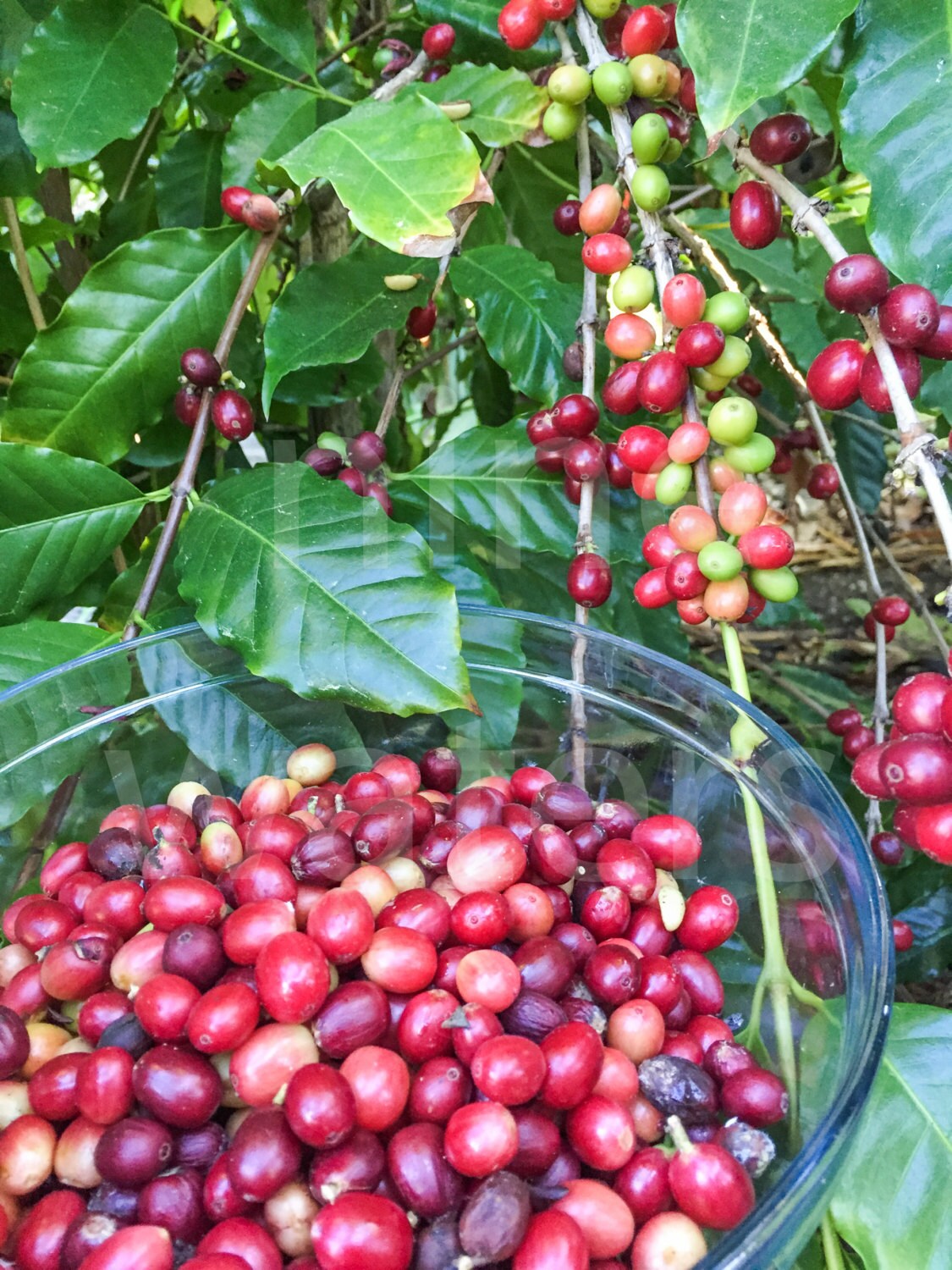 Arabica Coffea Coffee Bean PLANT Grow & Brew Your Own Coffee - Etsy