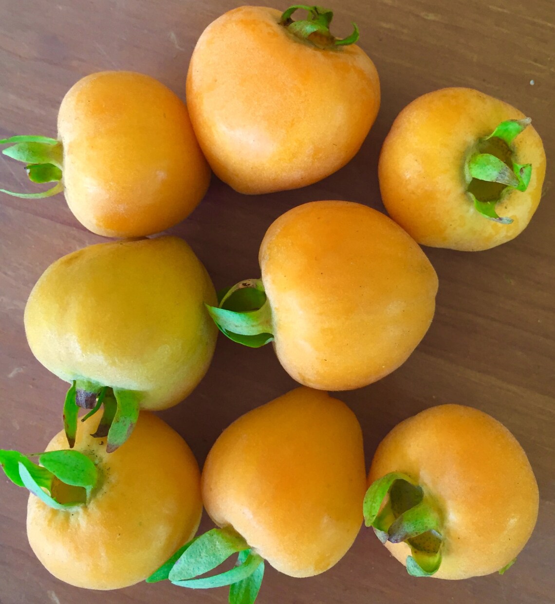 PITOMBA Eugenia Luschnathiana Pot Starter PLANT Fruit Starter Tree ...