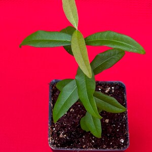 Uvaia Eugenia Pyriformis Yellow Orange Uvalha Fruit Tropical Tree Plant ...