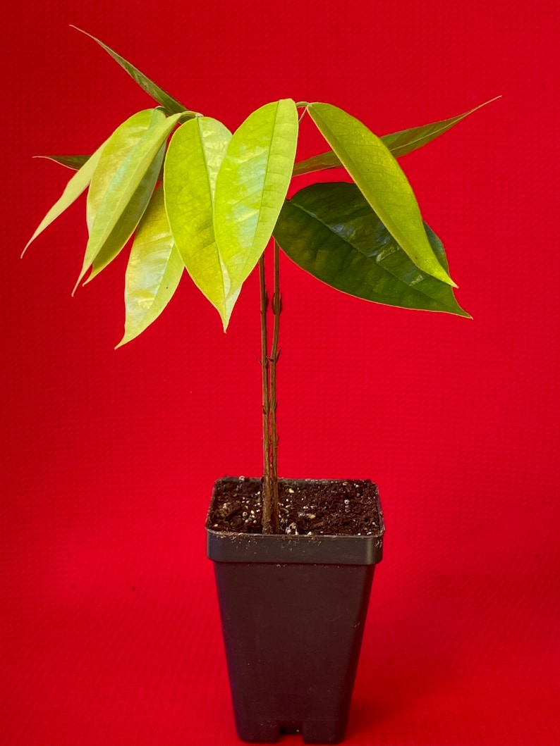 Plinia Edulis Cambuca Seedling Potted Fruit Tree Plant RARE! - Etsy