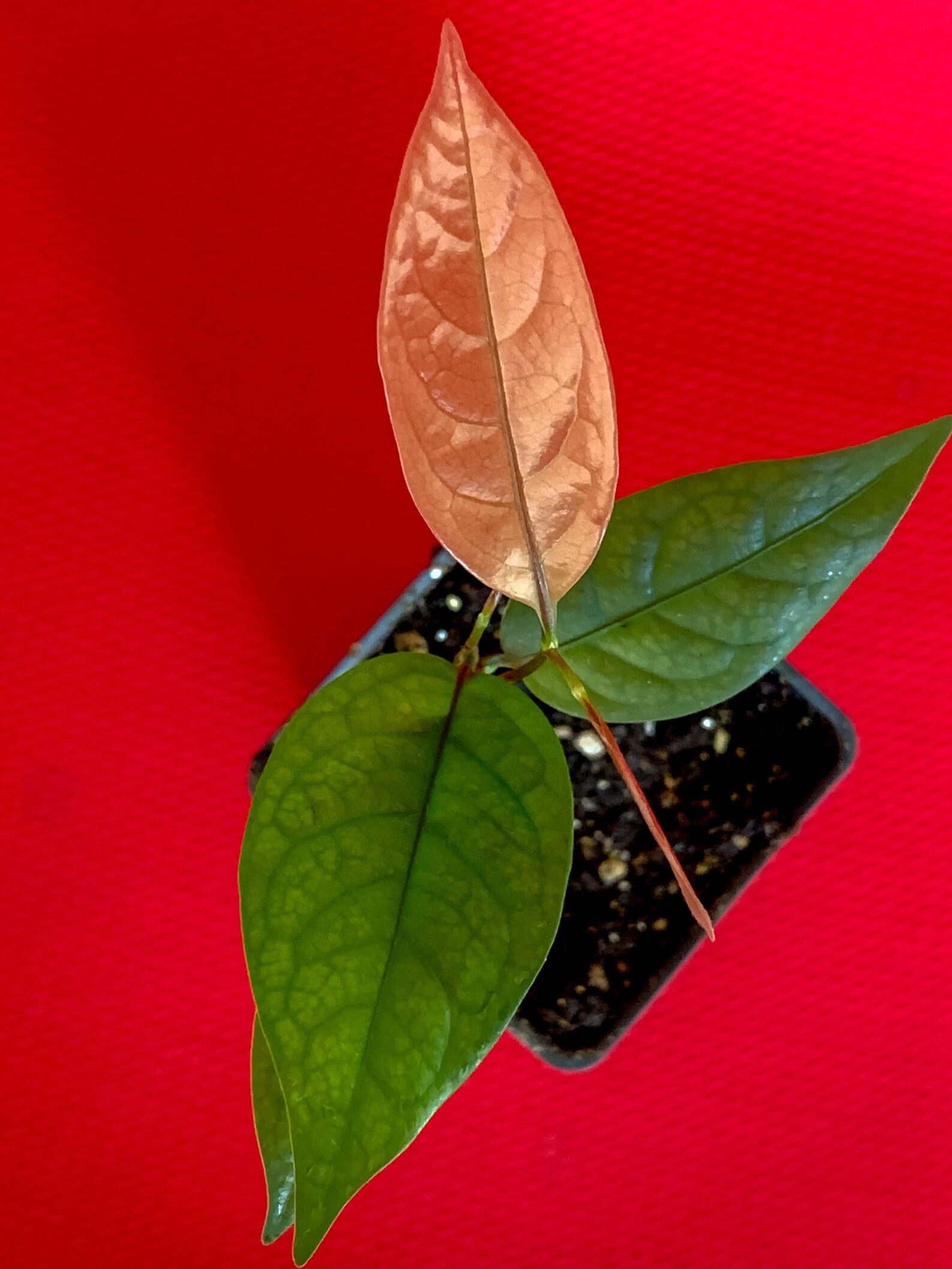 KEPEL Stelechocarpus Burahol Tropical Fruit Potted Tree Plant - Etsy