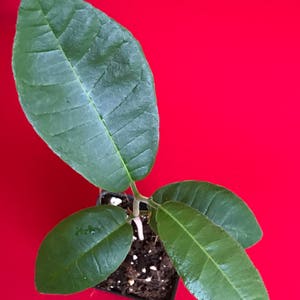 Marang Artocarpus Odoratissimus Terap Borneo Tropical Fruit Potted Tree ...