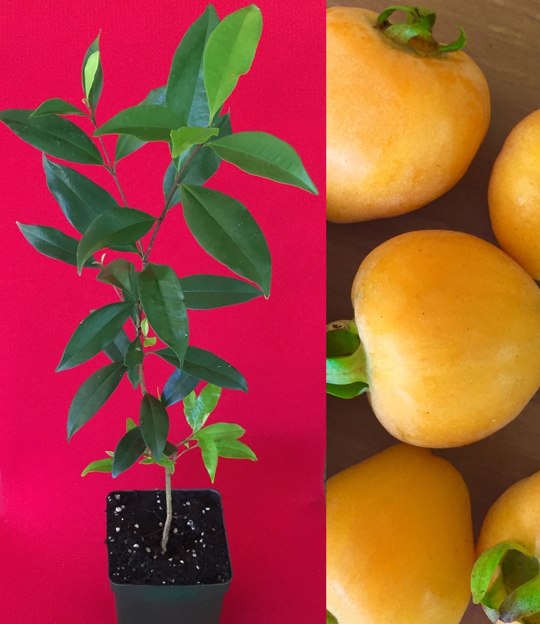 PITOMBA Eugenia Luschnathiana Pot Starter PLANT Fruit Starter Tree ...
