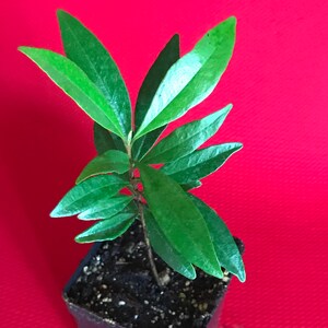 PITOMBA Eugenia Luschnathiana Pot Starter PLANT Fruit Starter Tree ...