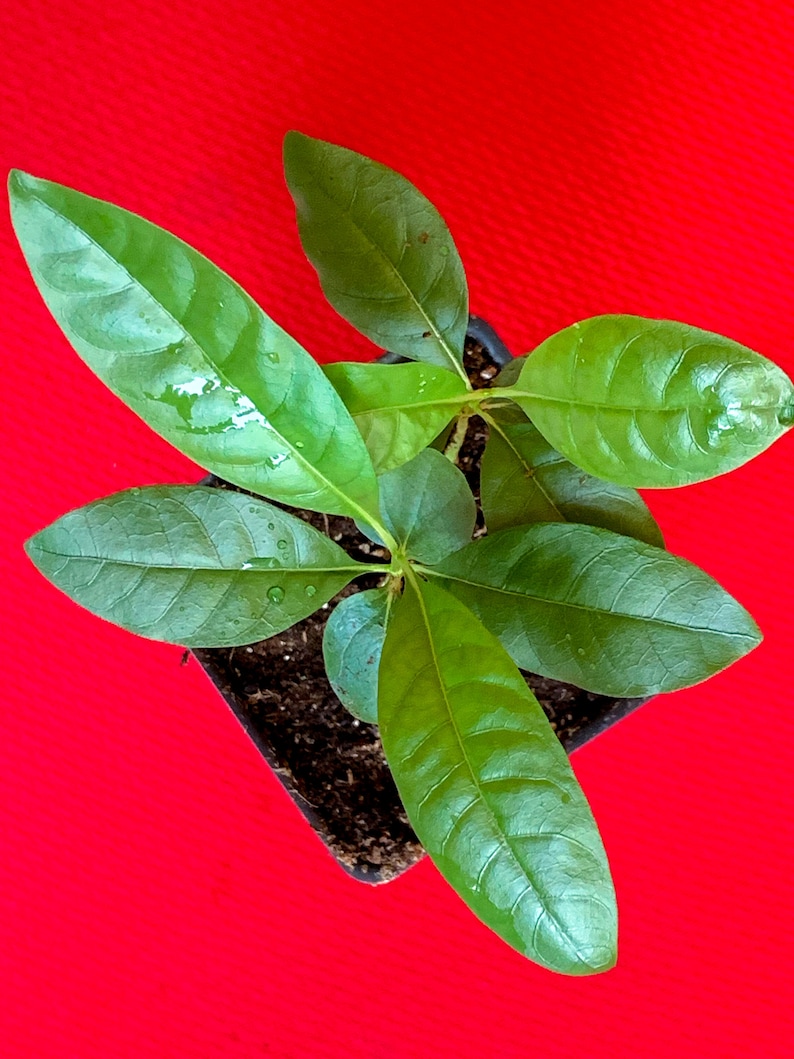 Blackberry Jam Fruit Randia Formosa Potted PLANT Tropical Tree | Etsy