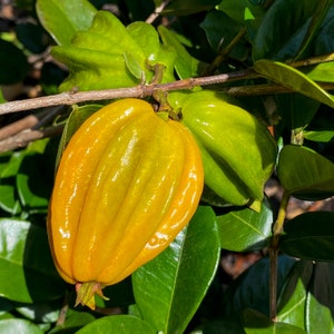 Pitangatuba 'big Elongated Fruit' Star Cherry Eugenia Selloi Neonitida ...