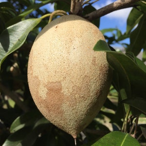 Sapodilla Manilkara Zapota Chiku Excalibur Tropical Tree Starter PLANT ...