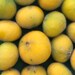 Yellow Jaboticaba Cabelluda Myrciaria Glazioviana Plinia Glomerata Tree ...