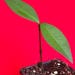 Bacuri Bacurizinho Garcinia Acuminata Mangosteen Tropical - Etsy