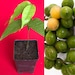 Spanish Lime Genip Guinep Ginepa Limoncillo Mamoncillo Fruit Seedling ...