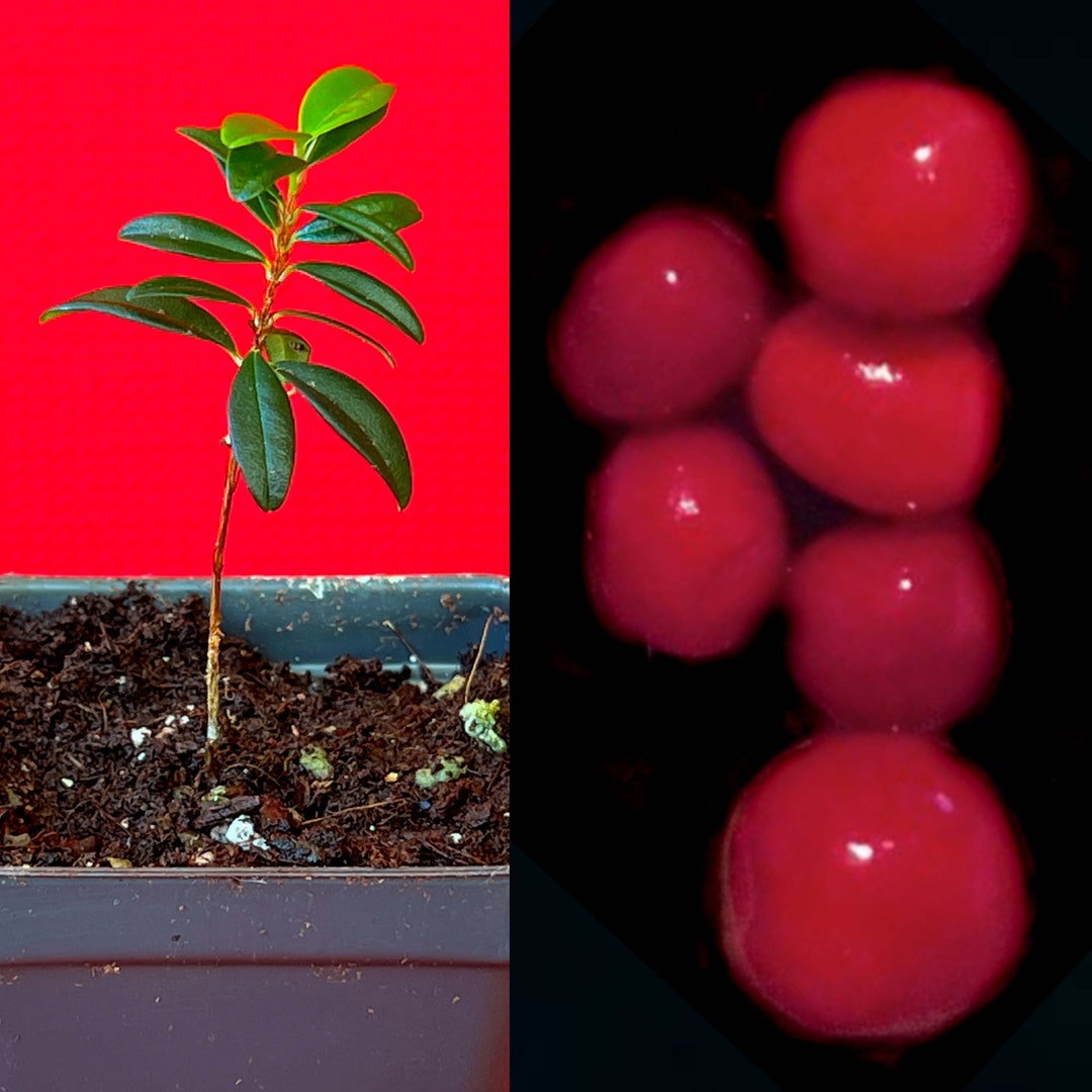 Eugenia Ligustrina Privett Stopper Deep Red Cherry Fruit Tropical Tree ...