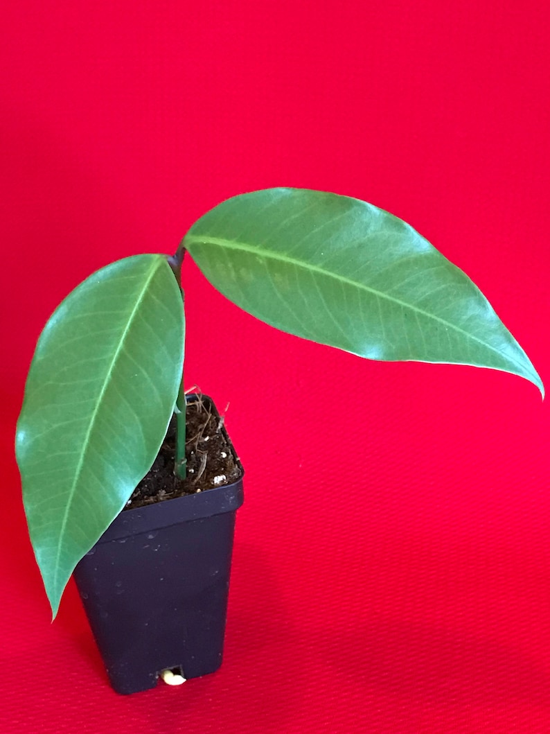 Gamboge Gourka Yellow Mangosteen Garcinia Xanthochymus Fruit - Etsy