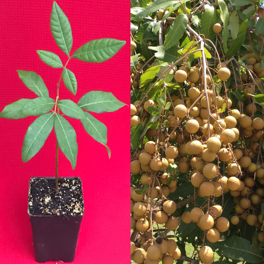 Longan Dimocarpus Dragon Eye Diamond River Seedling Plant Tropical ...
