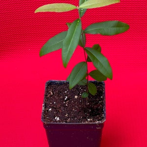Uvaia Eugenia Pyriformis Yellow Orange Uvalha Fruit Tropical Tree Plant ...