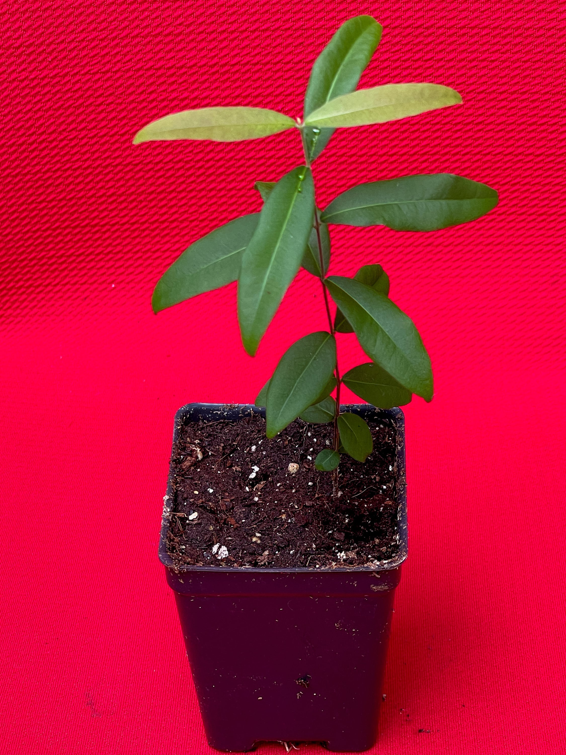 Uvaia Eugenia Pyriformis Yellow Orange Uvalha Fruit Tropical - Etsy