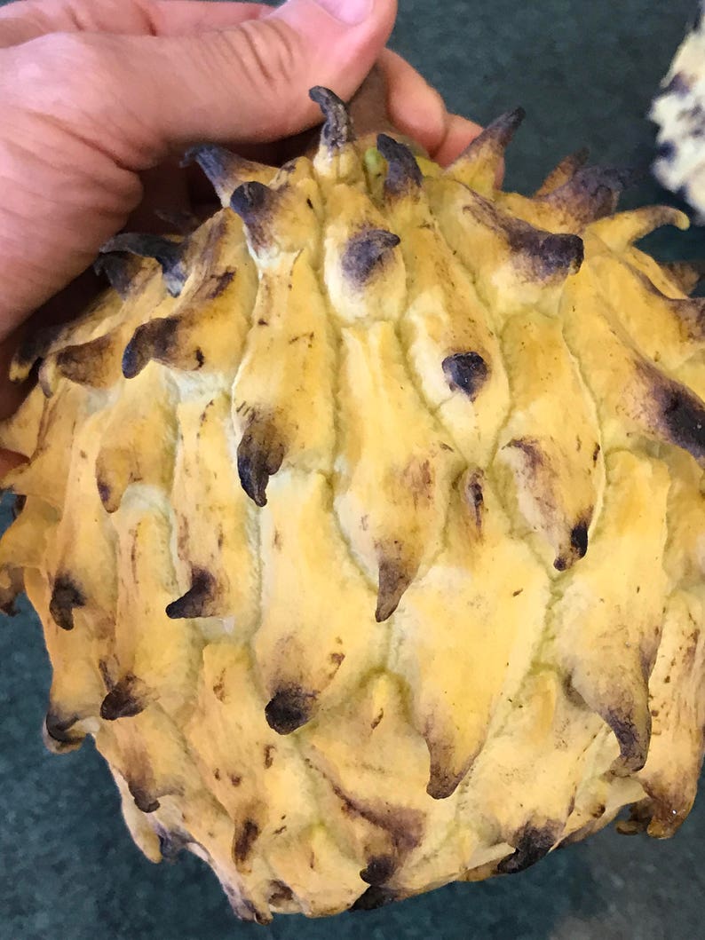 Rollinia Deliciosa Biriba Potted PLANT Tropical Tree - Etsy