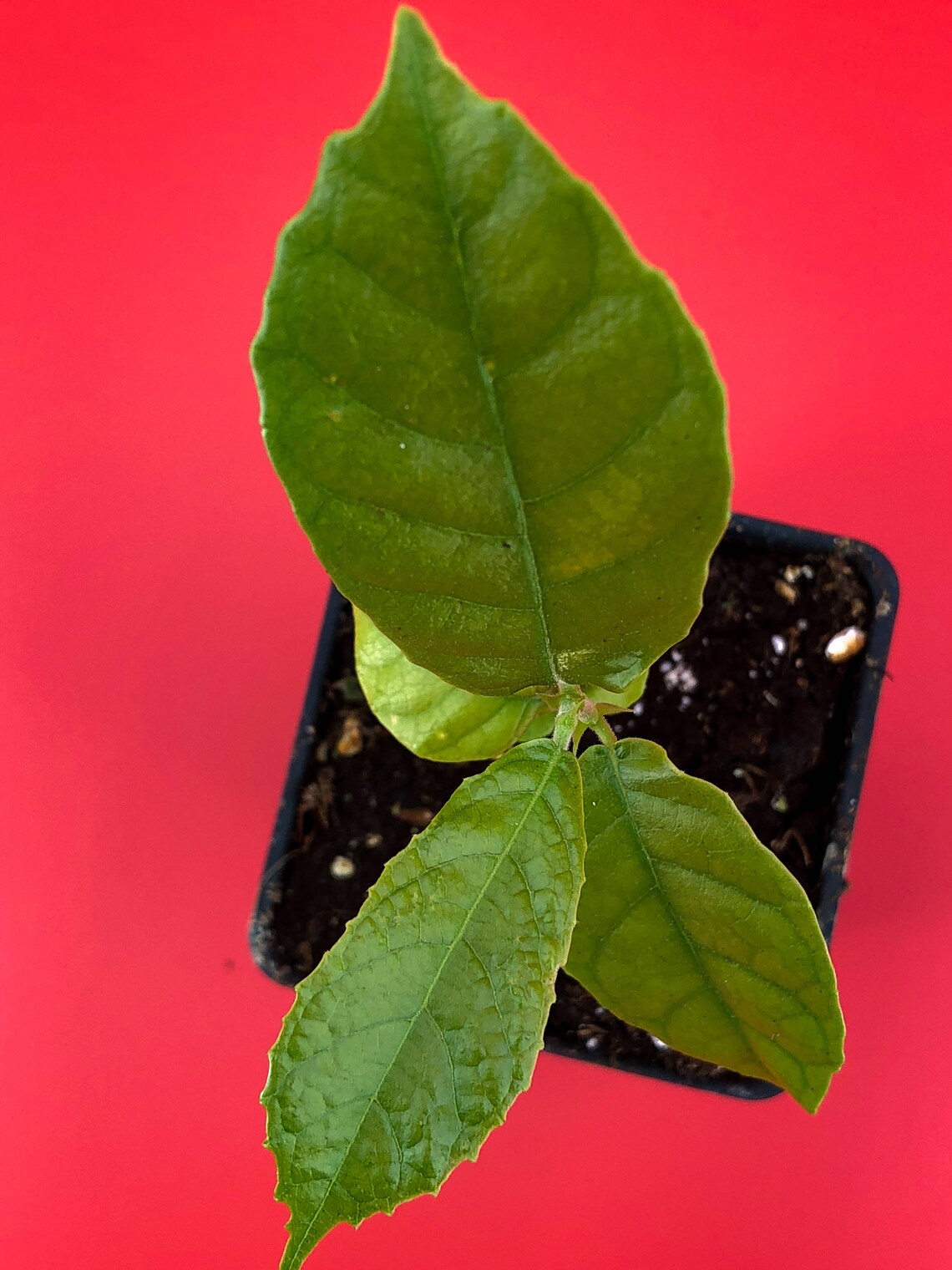 Kwai Muk Artocarpus Hypargyreus Tropical Fruit Tree Seedling - Etsy