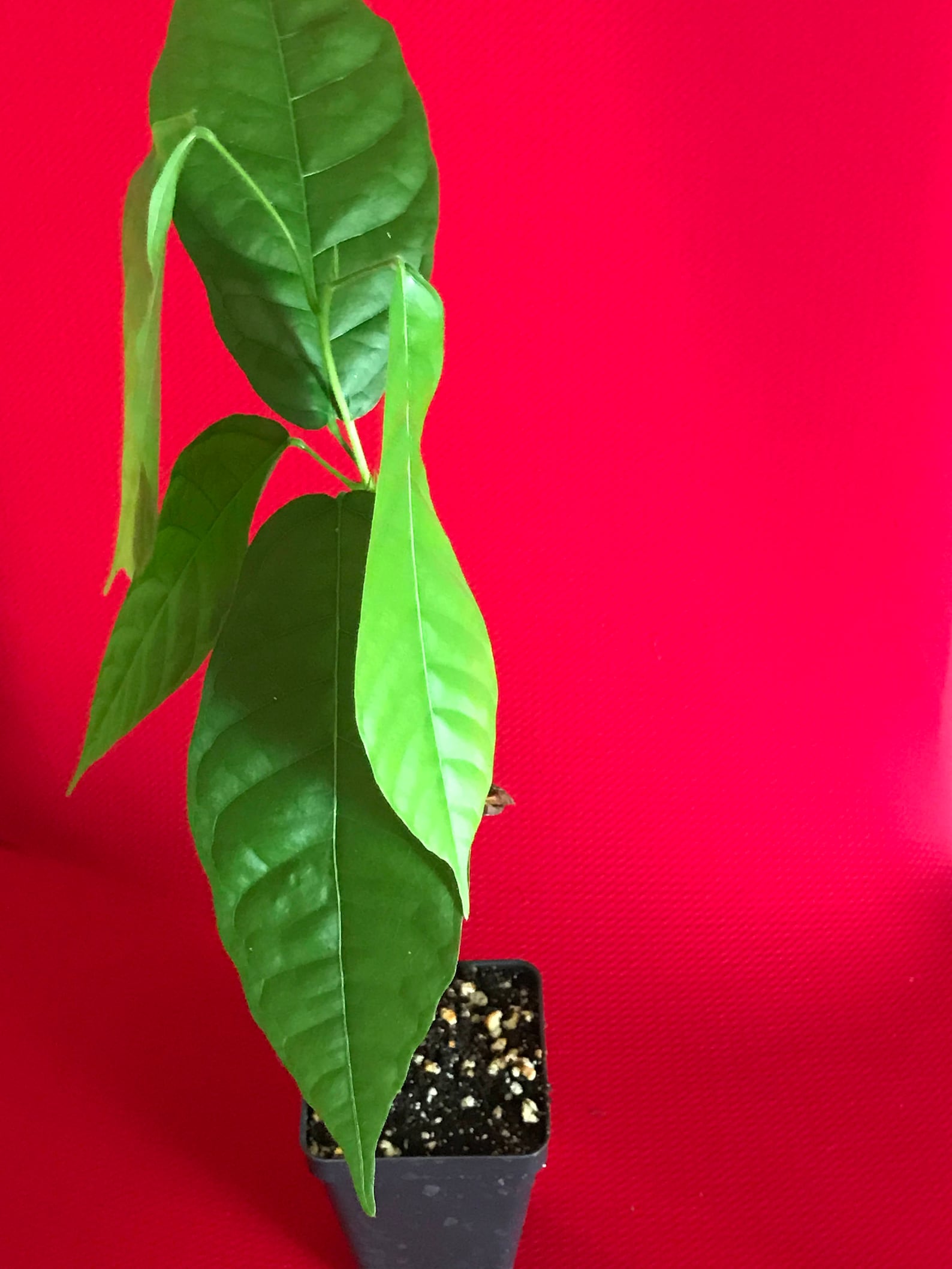 FORASTERO Theobroma Cacao Cocoa Chocolate Fruit Tropical Tree - Etsy