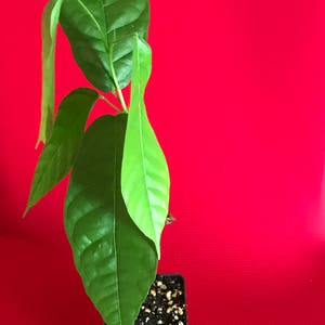 FORASTERO Theobroma Cacao Cocoa Chocolate Fruit Tropical Tree Potted ...