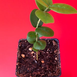 Pitangatuba Star Cherry Eugenia Selloi Neonitida Fruit Tree Seedling ...