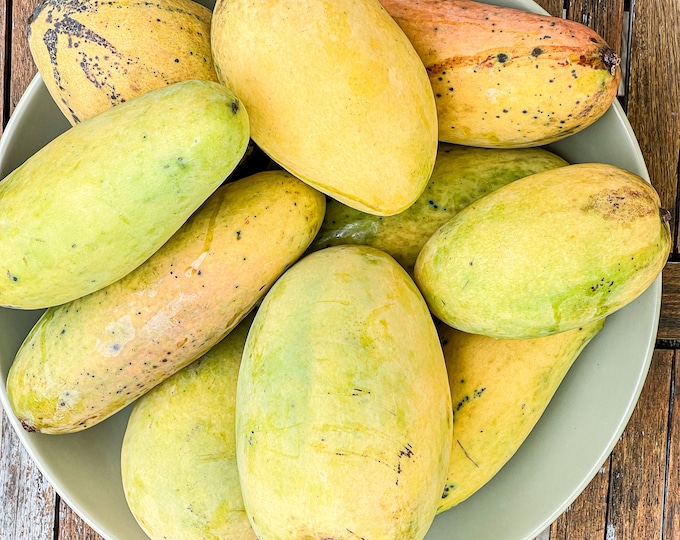 Florida Fresh Picked Mixed Varieties Mangoes Home Grown Quality Mango ...