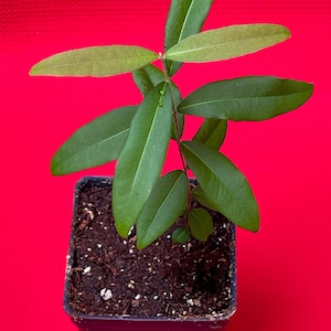 Uvaia Eugenia Pyriformis Yellow Orange Uvalha Fruit Tropical Tree Plant ...