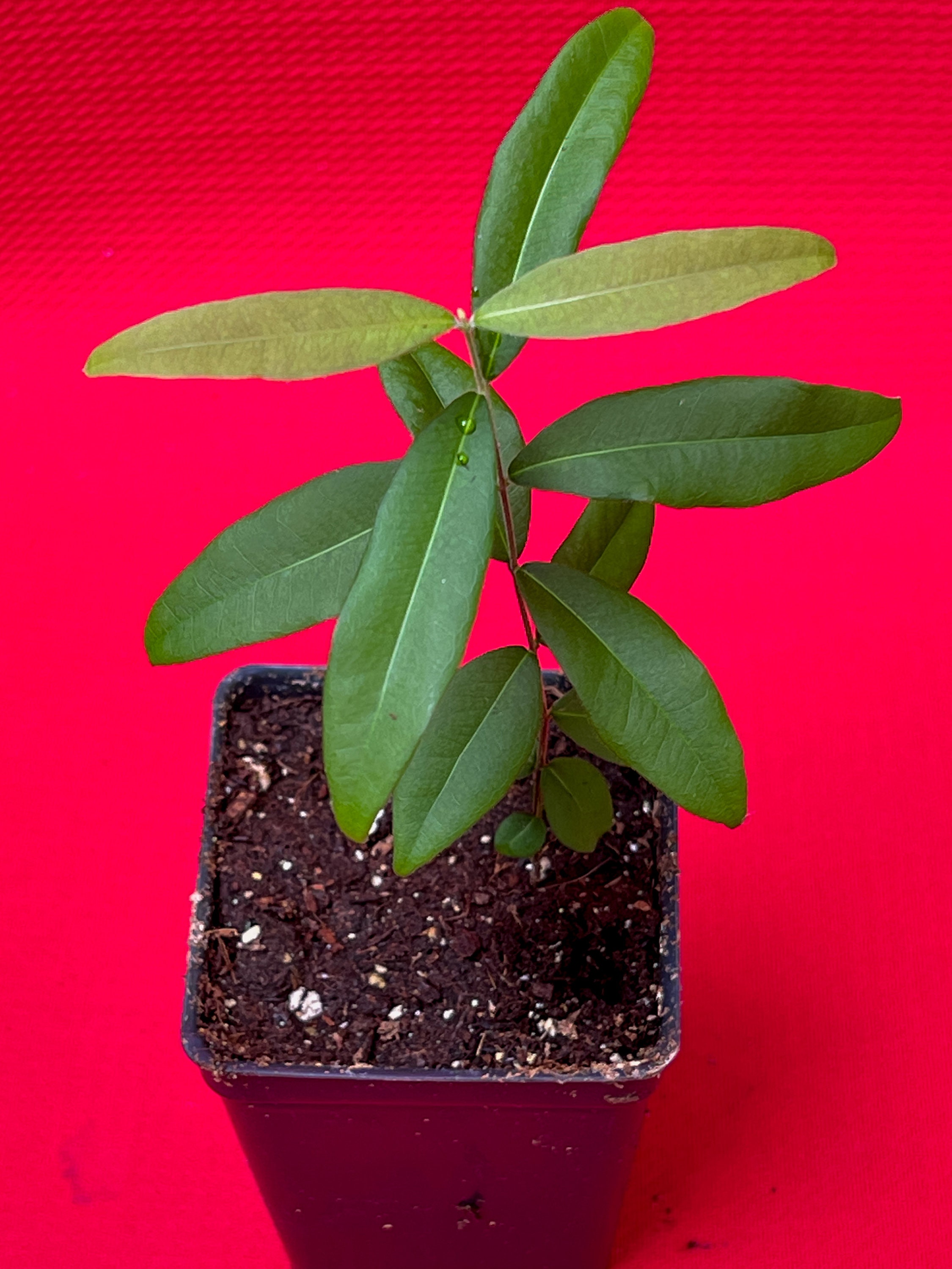 Uvaia Eugenia Pyriformis Yellow Orange Uvalha Fruit Tropical Tree Plant ...