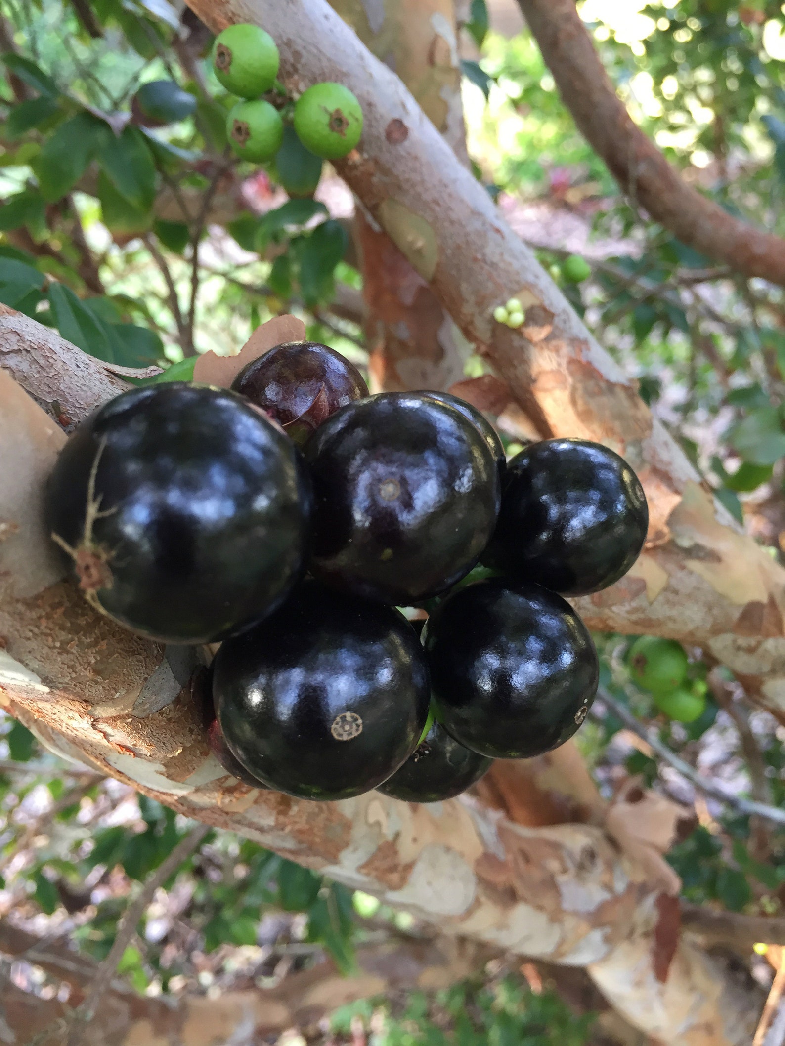 Jaboticaba Plinia Cauliflora Sabara Brazilian Grape Seedling | Etsy