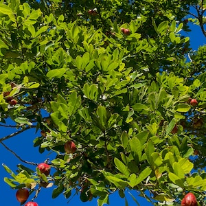 Ackee Blighia Sapida Akee Acki Fruit Tree Starter Potted Plant - Etsy