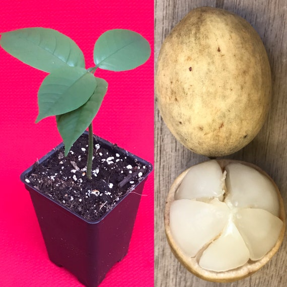 Langsat Lansium Parasiticum Domesticum Lanzones Duku Tropical - Etsy