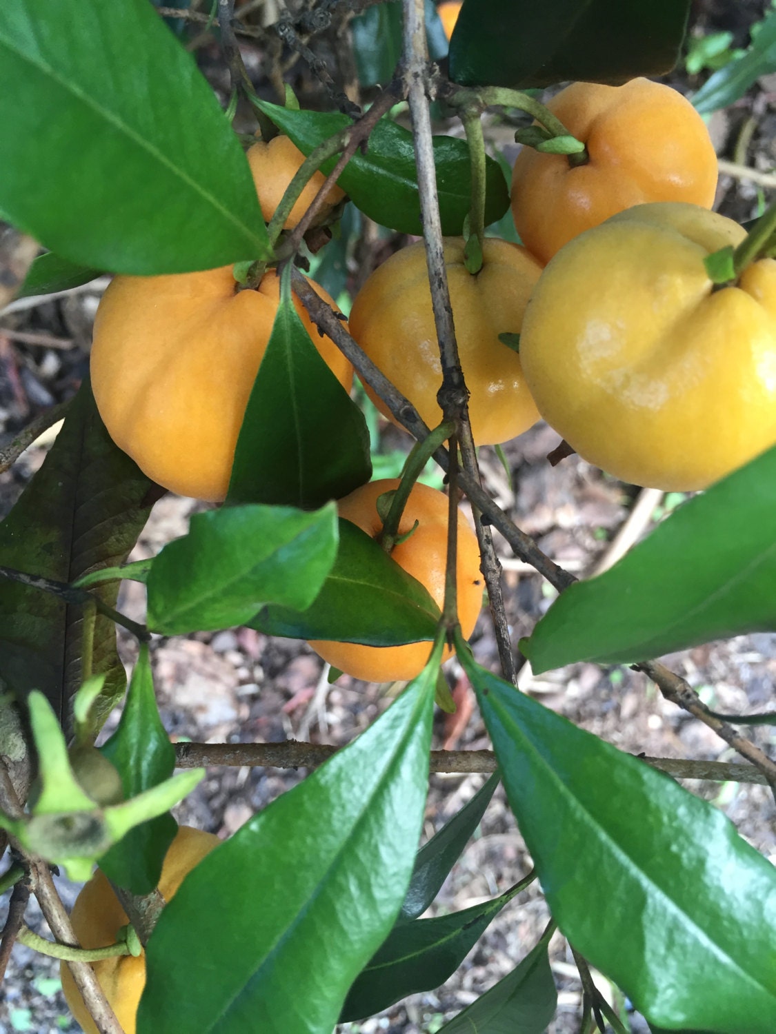 PITOMBA Eugenia Luschnathiana Pot Starter PLANT Fruit Starter - Etsy