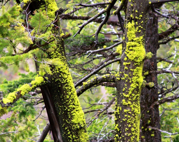Limelight, Lime Green, Tree, Photo, Lichen Photo, Wall Art, Rustic Art ...