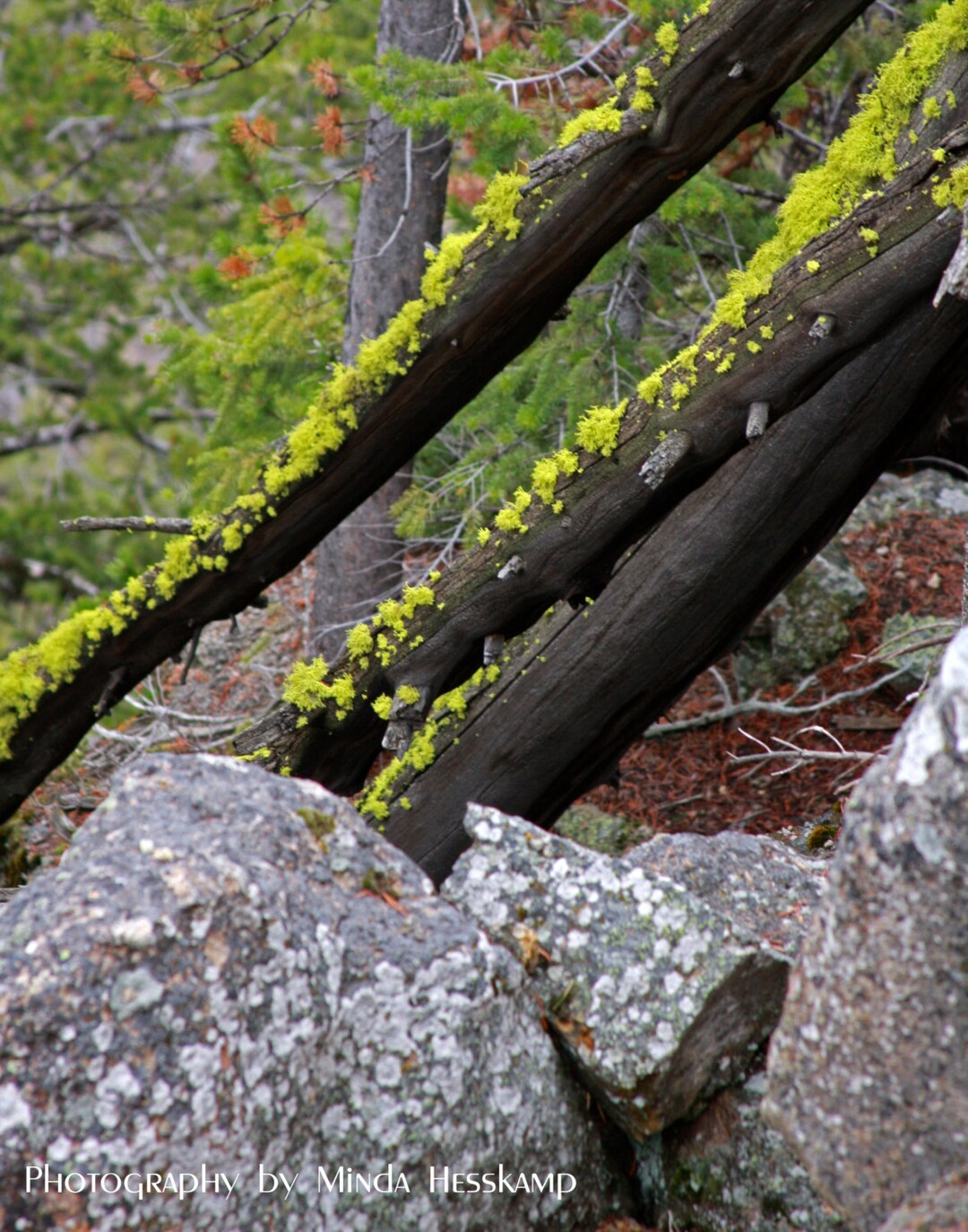 Patina, Lichen Photo, Pop of Color, Lime Green, Rustic Artwork, Nature ...
