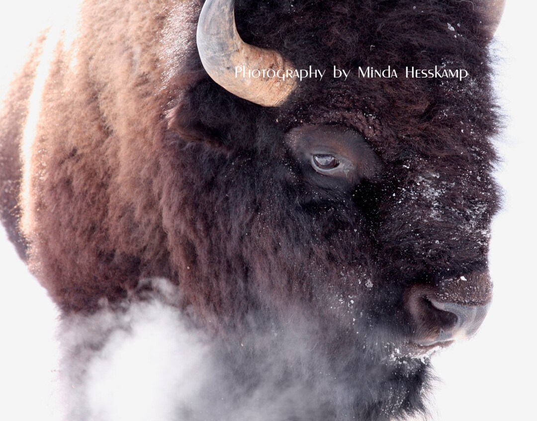Do Not Approach, Canvas, Buffalo, Bison Photo, Wild Animal, Gift for ...