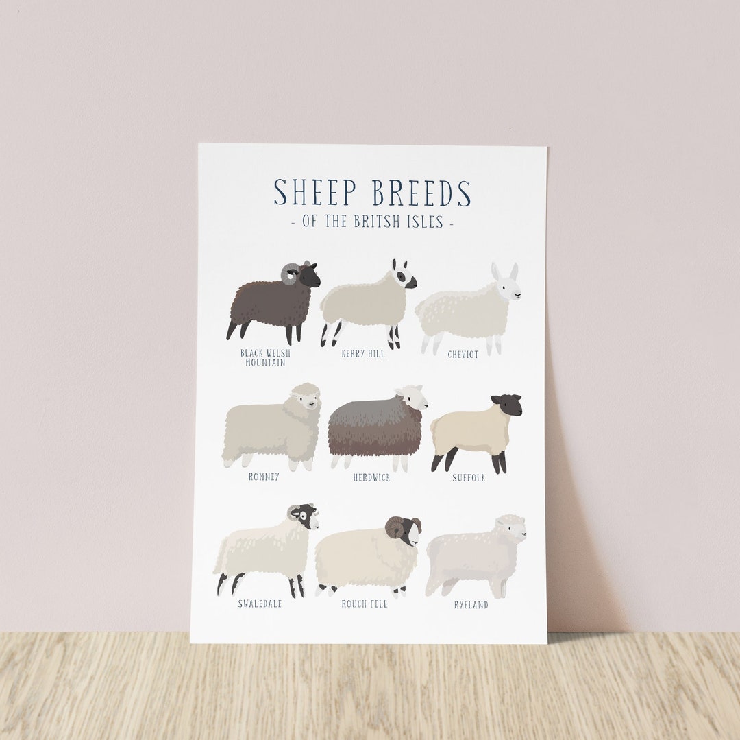 British Sheep Breeds | Sheep Art Print Poster | Sheep Gifts | Farm ...