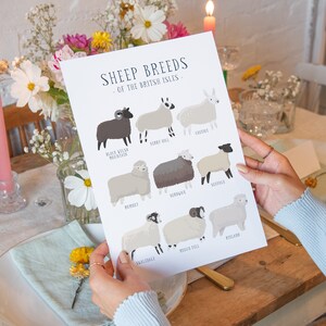 British Sheep Breeds | Sheep Art Print Poster | Sheep Gifts | Farm Animals Prints | Sheep Types ...