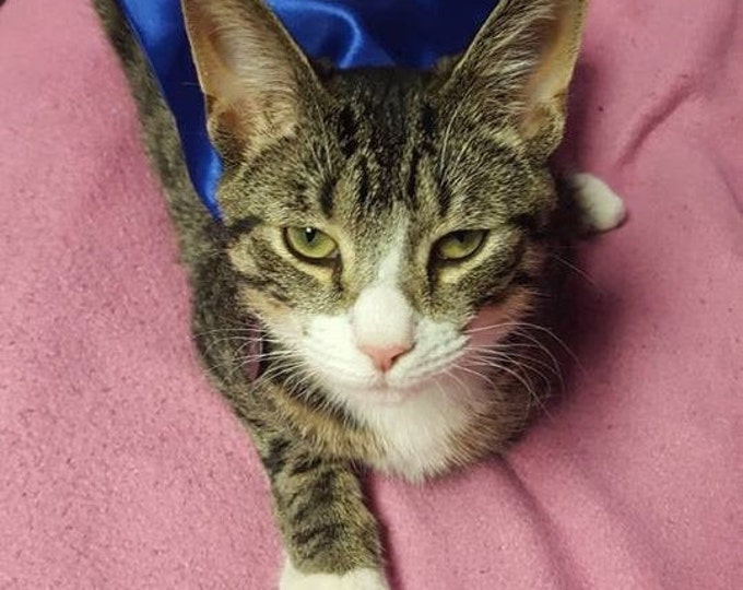 Cat Superhero Cape/ Cat Costume - Etsy