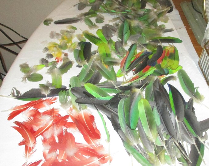 Yellow Headed Amazon & African Grey Parrots Naturally Molted Feathers ...